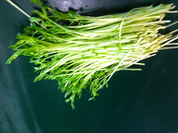 Germinations et pousses - Marché de proximité de Québec